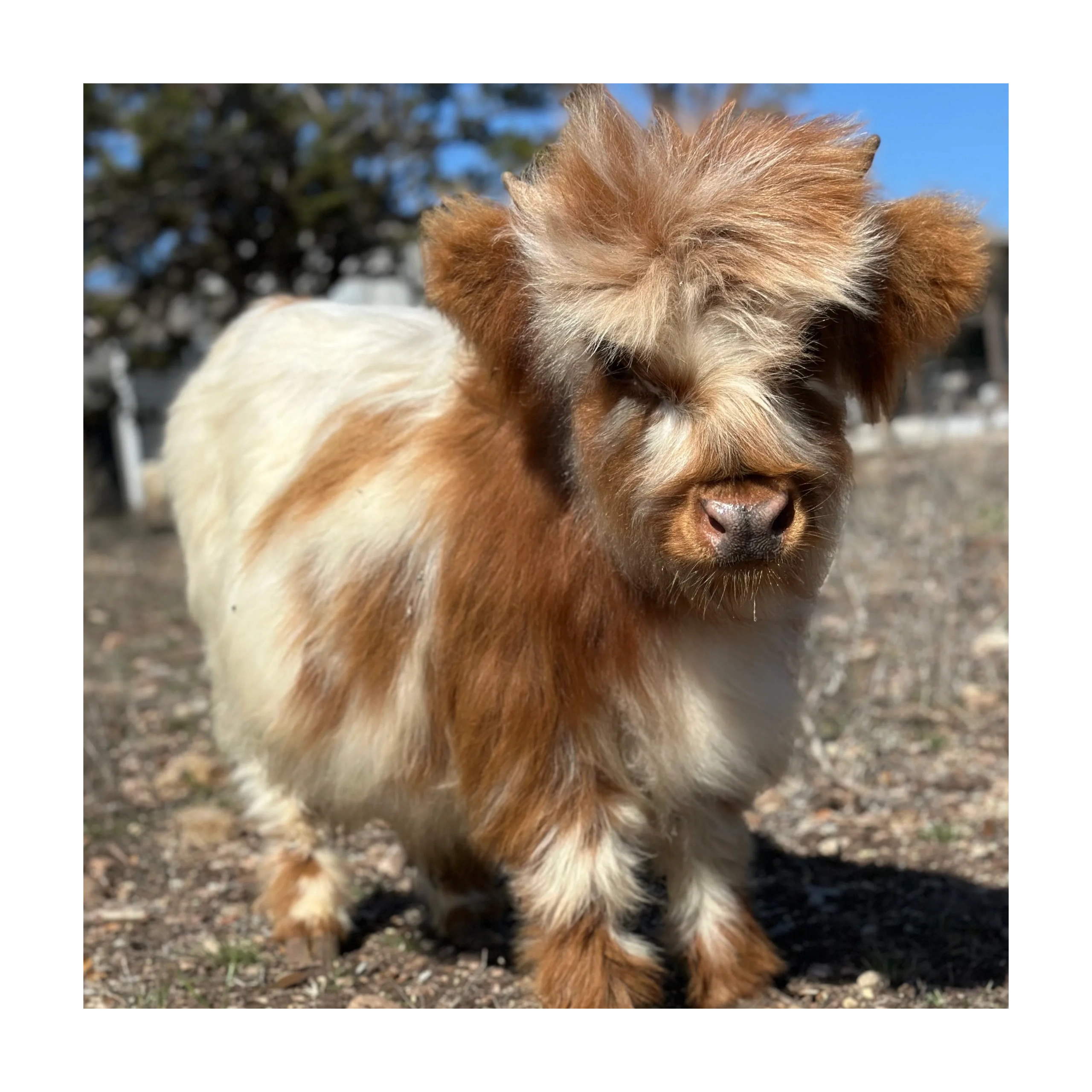 Mini Cows 101 – Mini Highland & HighPark Basics, Size & Care