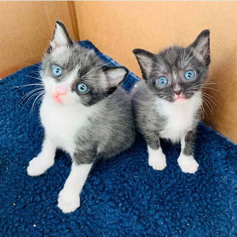 FURRever Home Rescue - Non-Profit Kitten Rescue, Adopt a Kitten