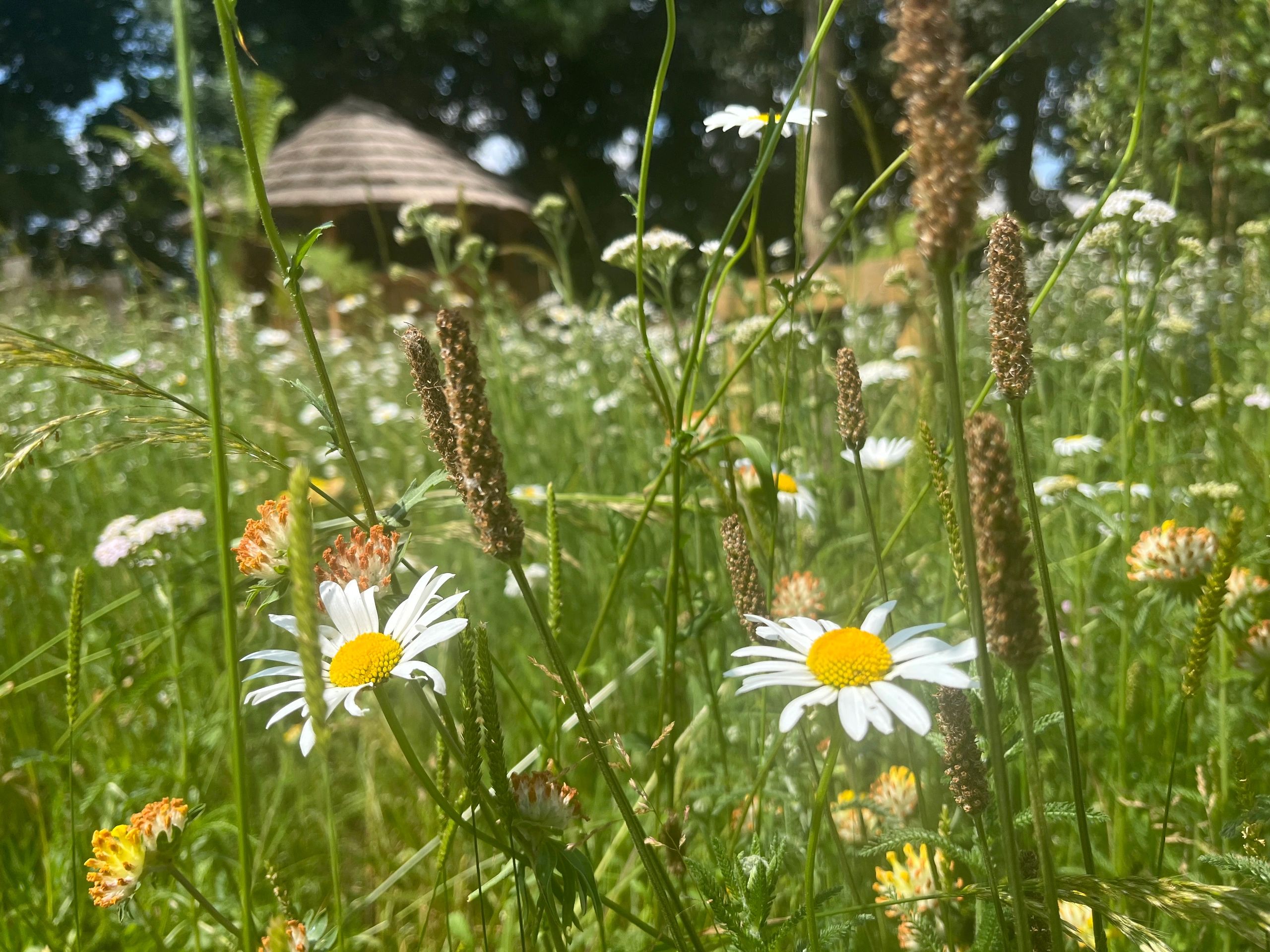 Wild Roots Regeneration
