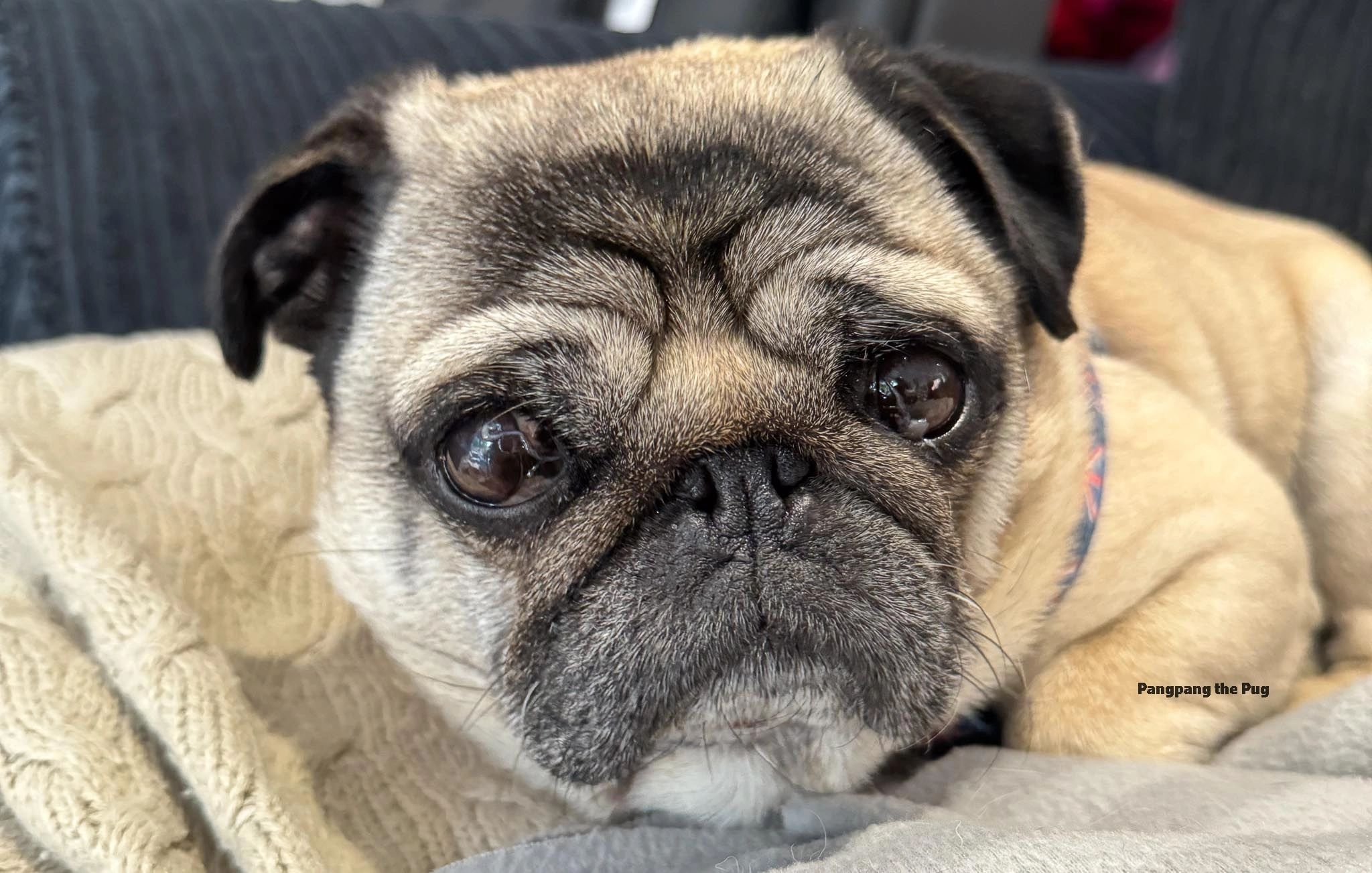 Fat pugs: its not funny or cute - pug weight and pug obesity