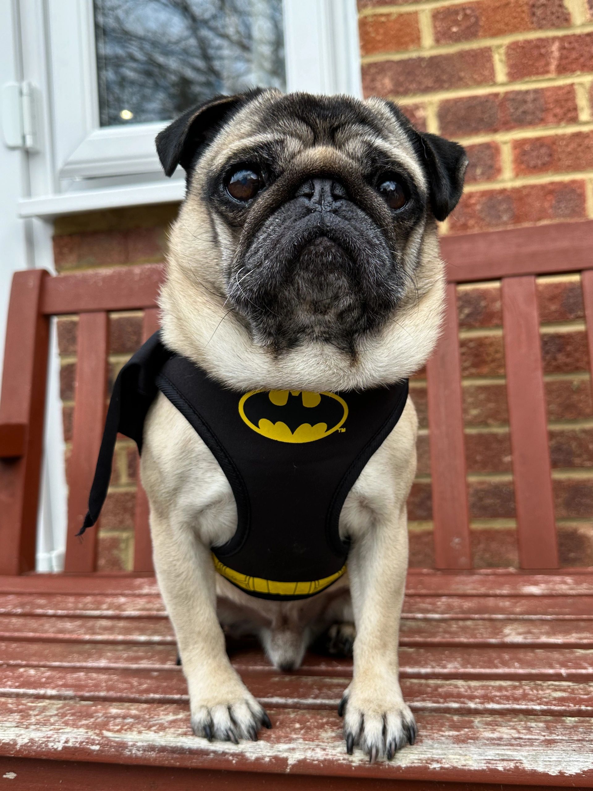 How to care for a pug