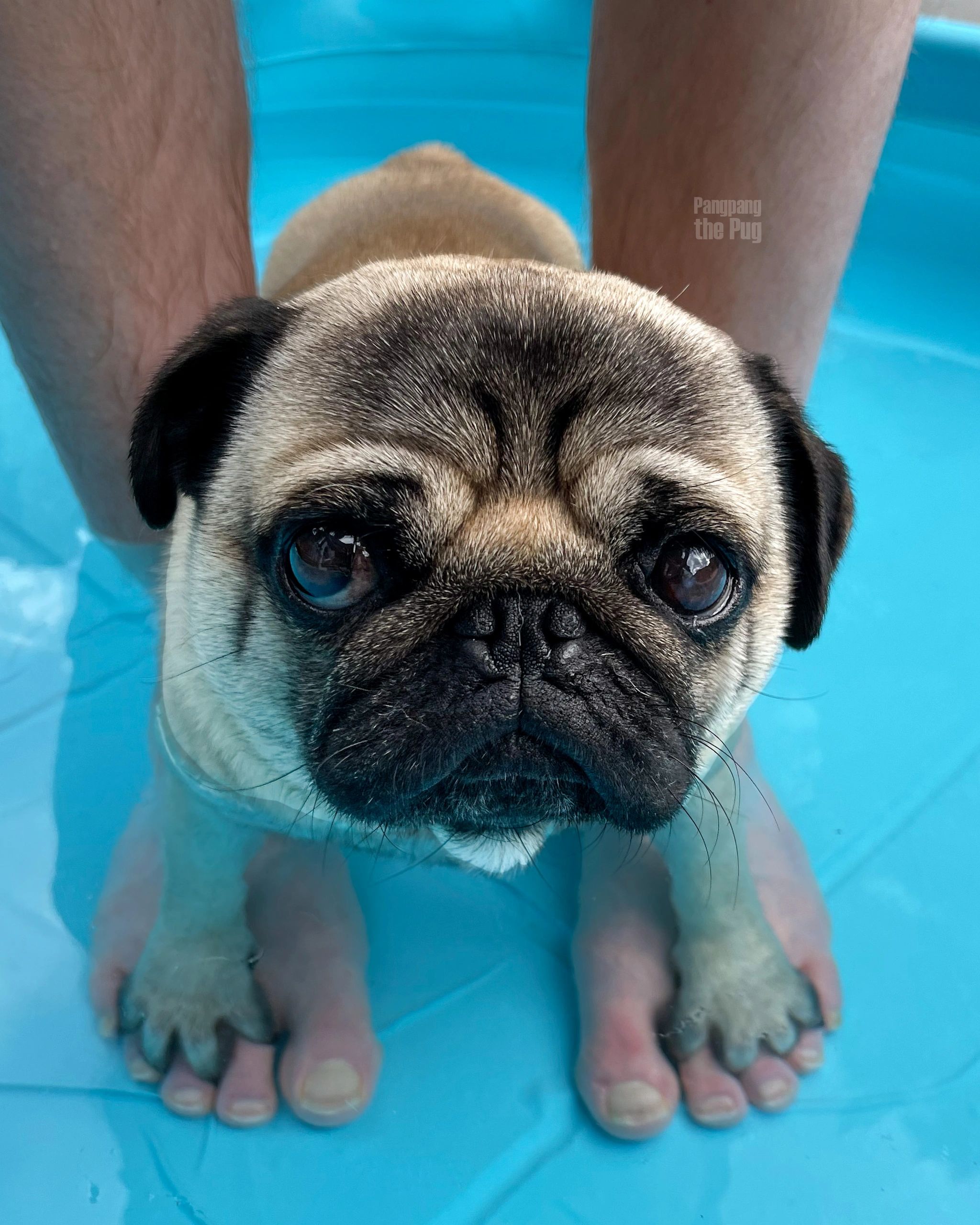 Why are pugs so special?