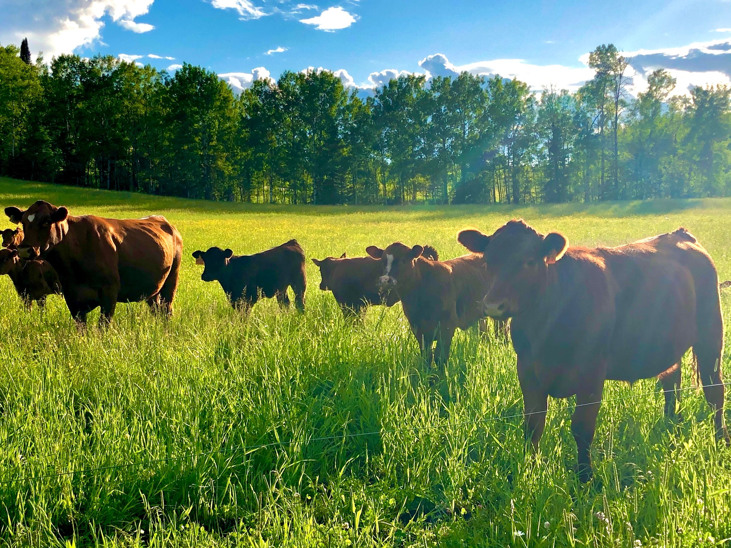 Black Barn Farms - Farm - Dryden, Ontario