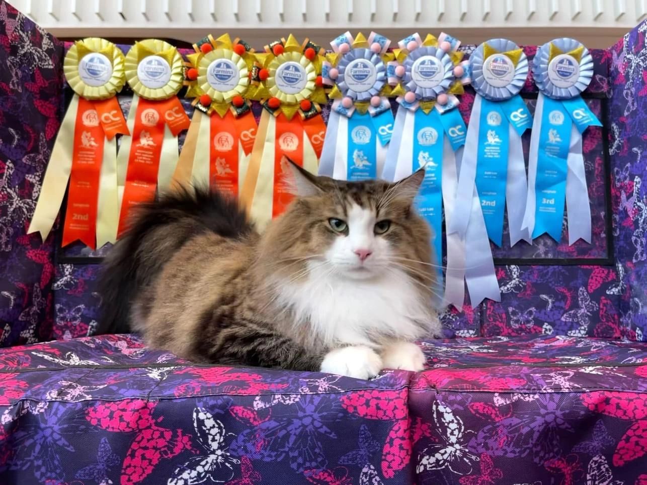 Our Sires | GudrunSplace Norwegian Forest Cats