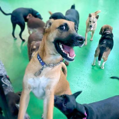 House of Dog Retreat - Doggy Daycare, Boarding and Grooming