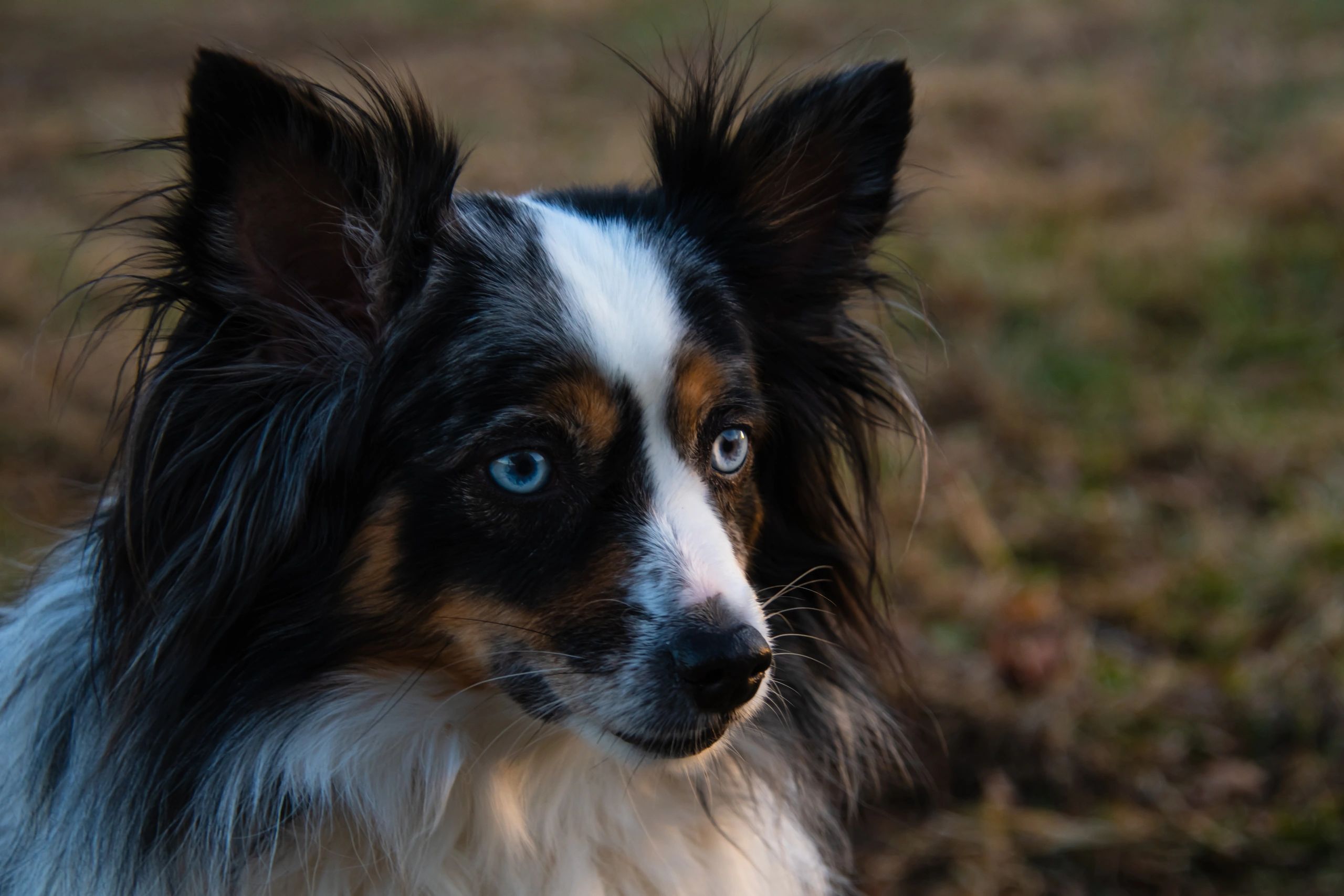 Cissy Williams Photography