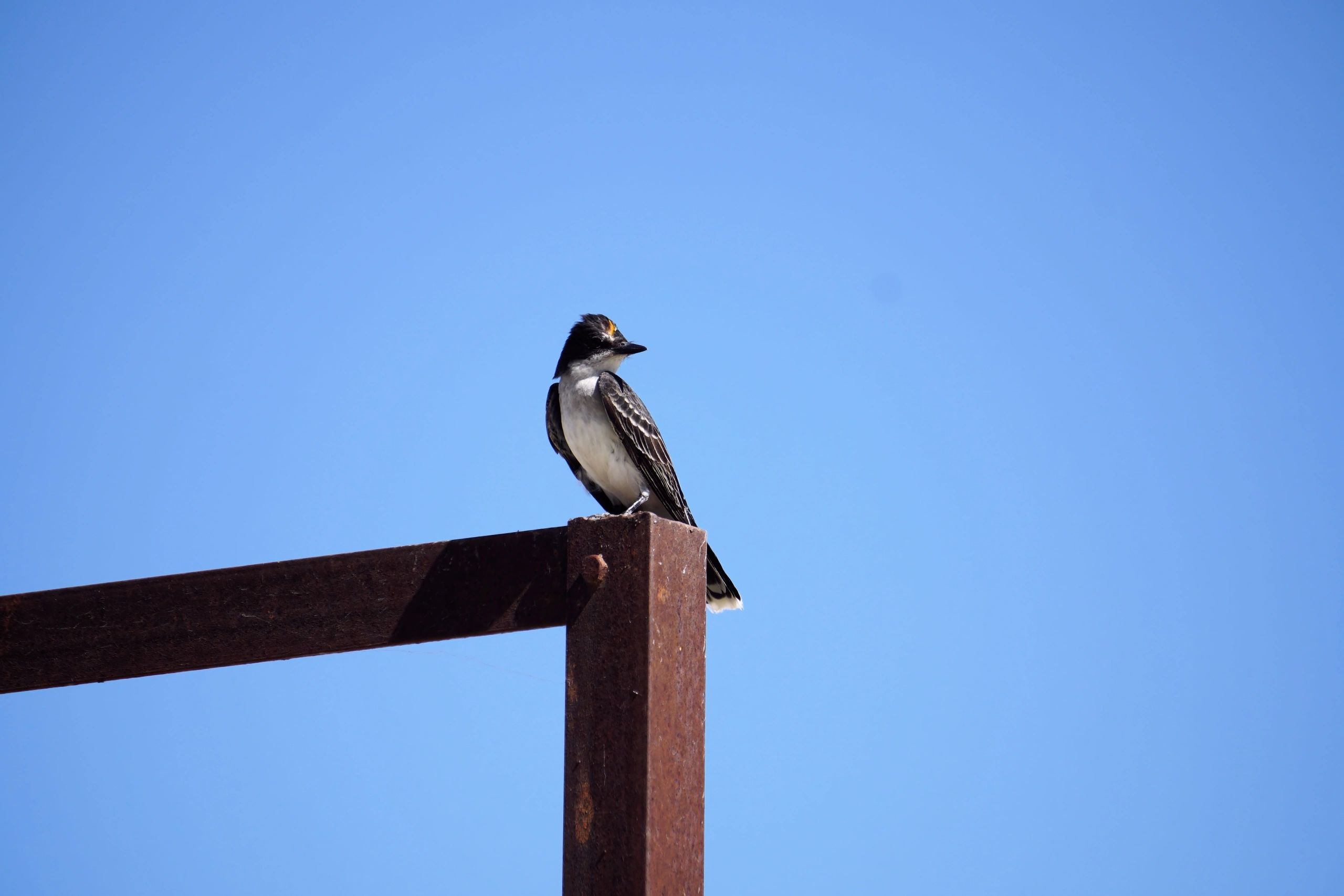 HOME [bluesnitch.com]