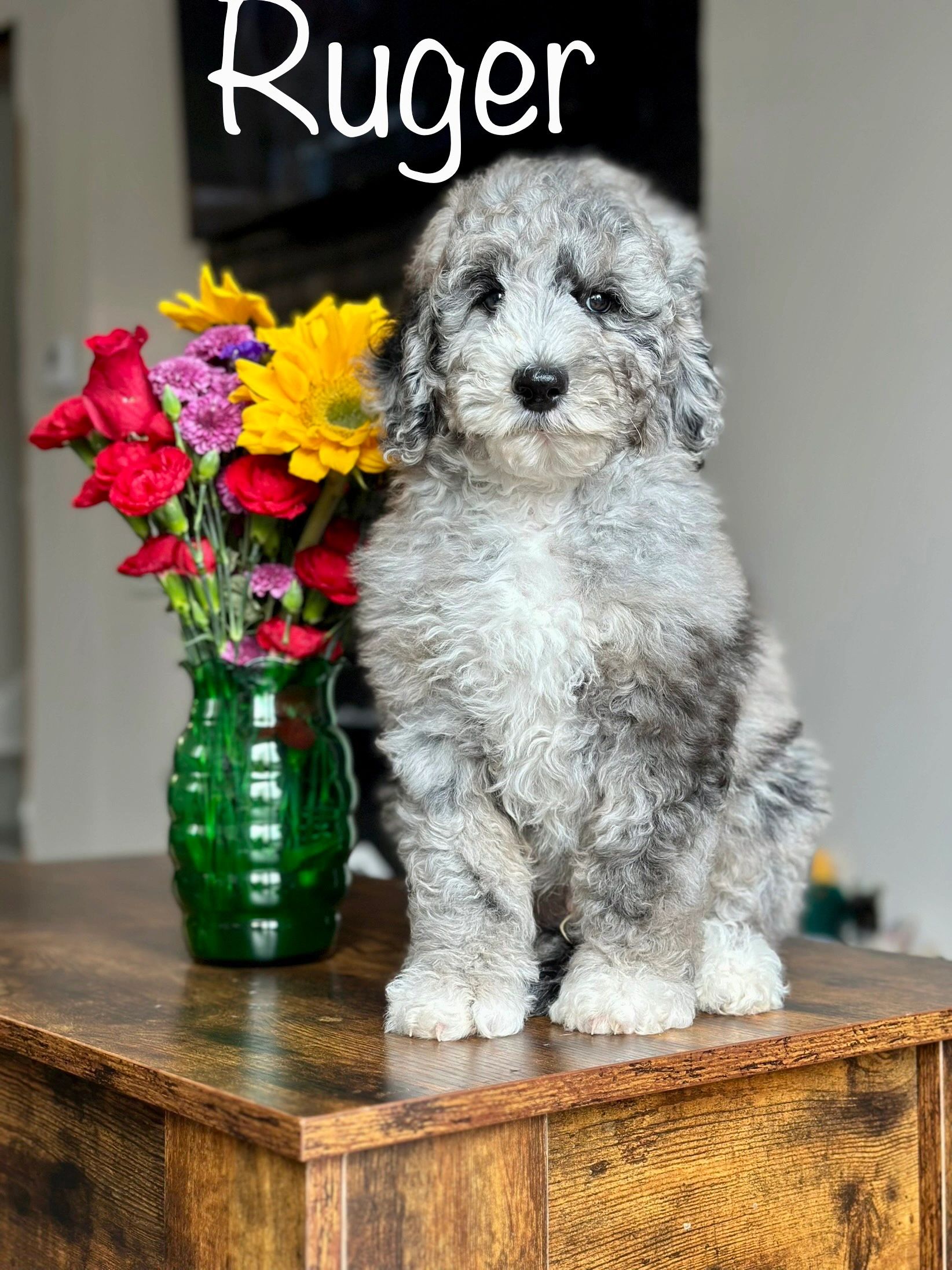 Our Females | Birds of Grace Doodles