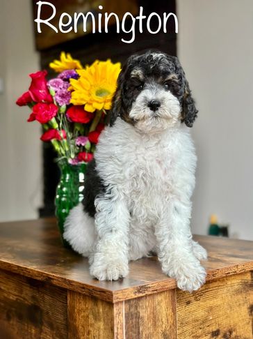 Available Pups | Birds of Grace Doodles
