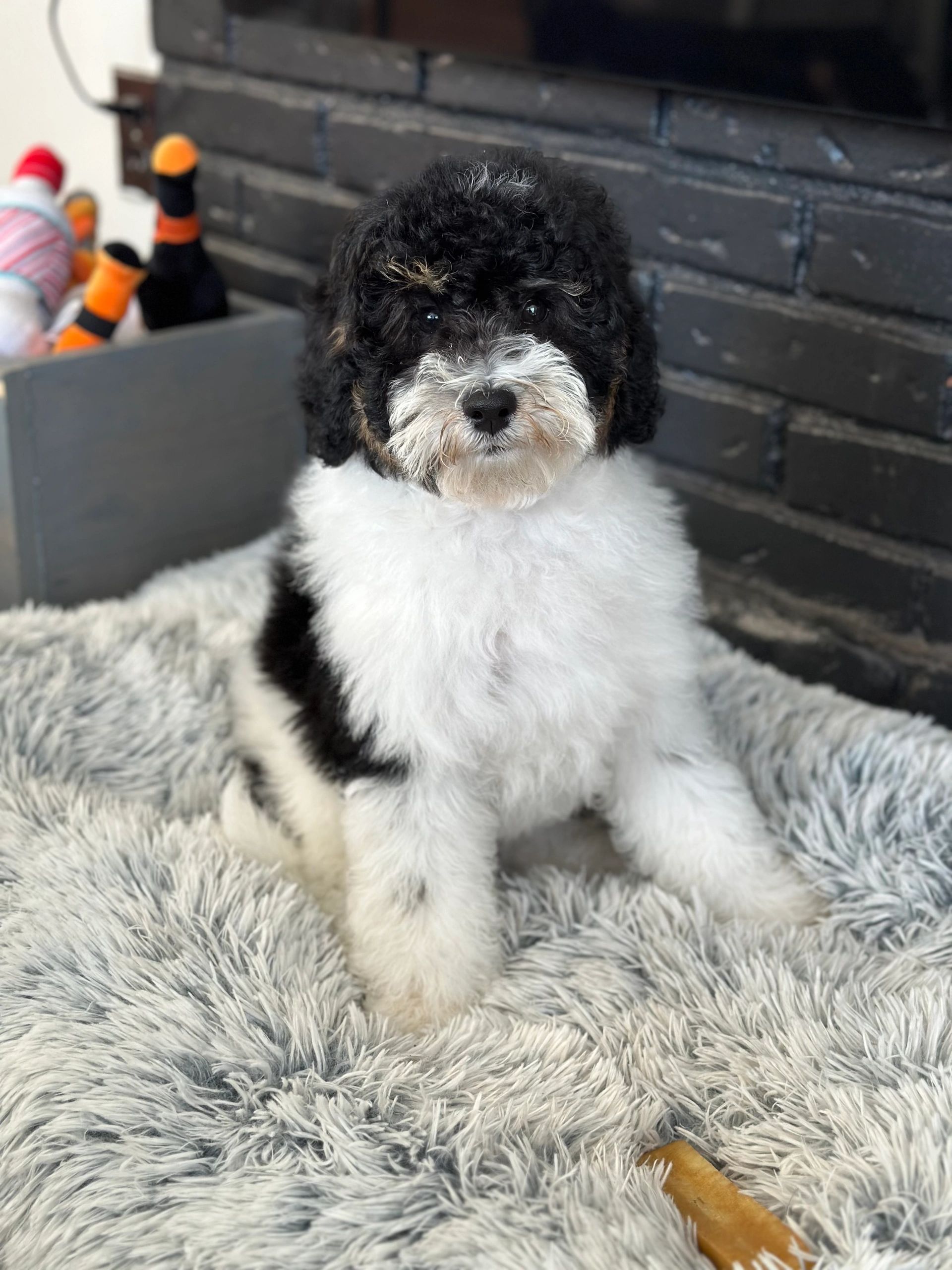 About Us | Birds of Grace Doodles