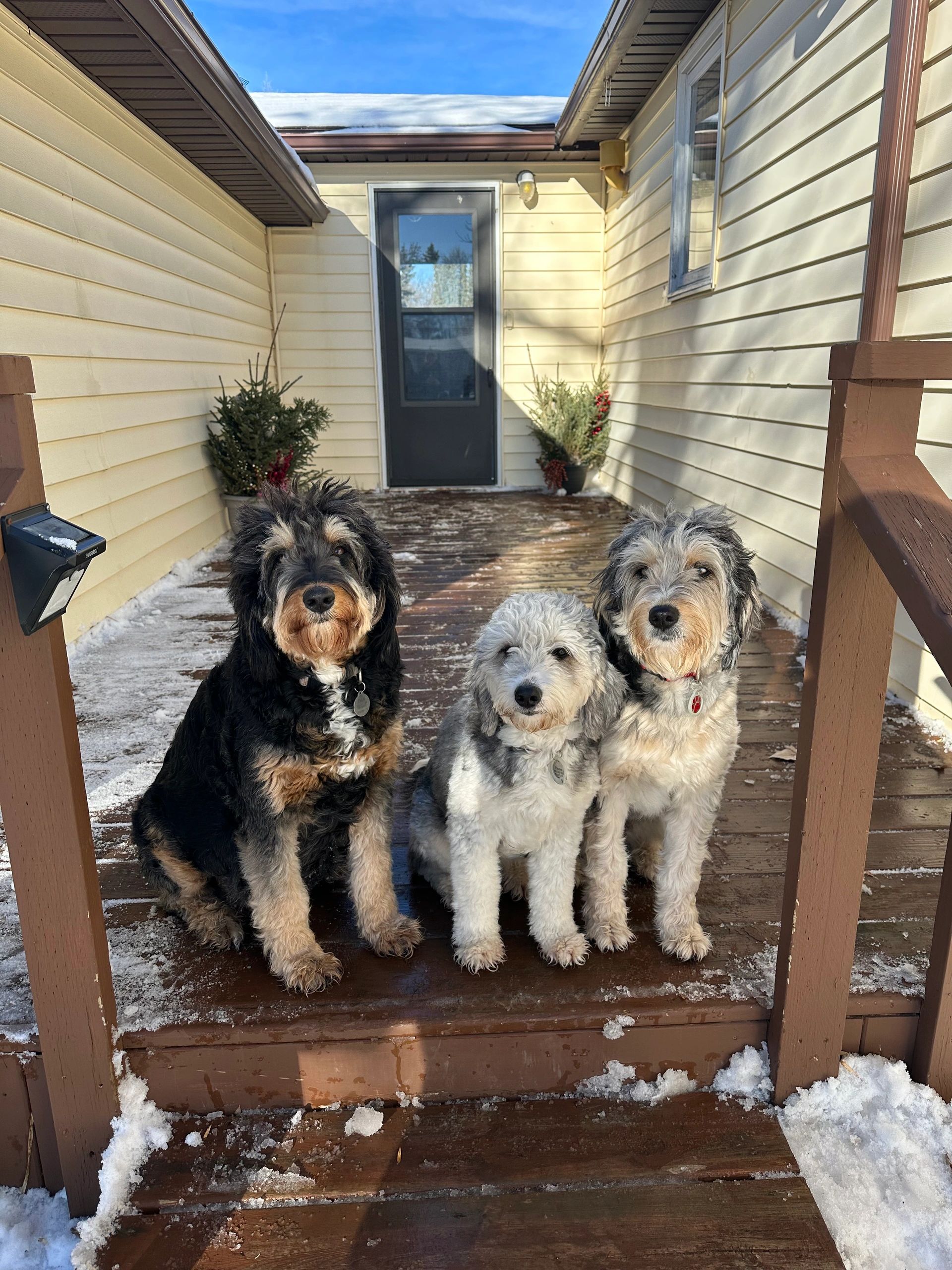 Available Pups | Birds of Grace Doodles