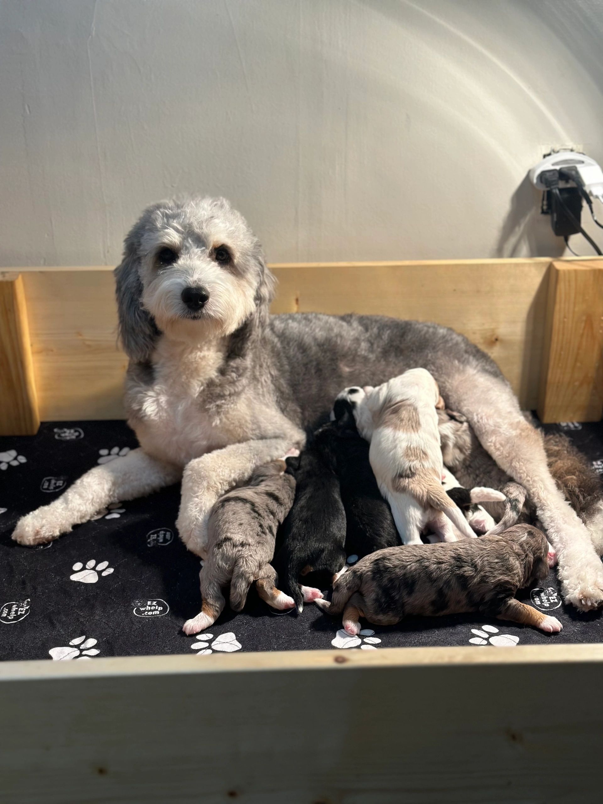 Available Pups | Birds of Grace Doodles