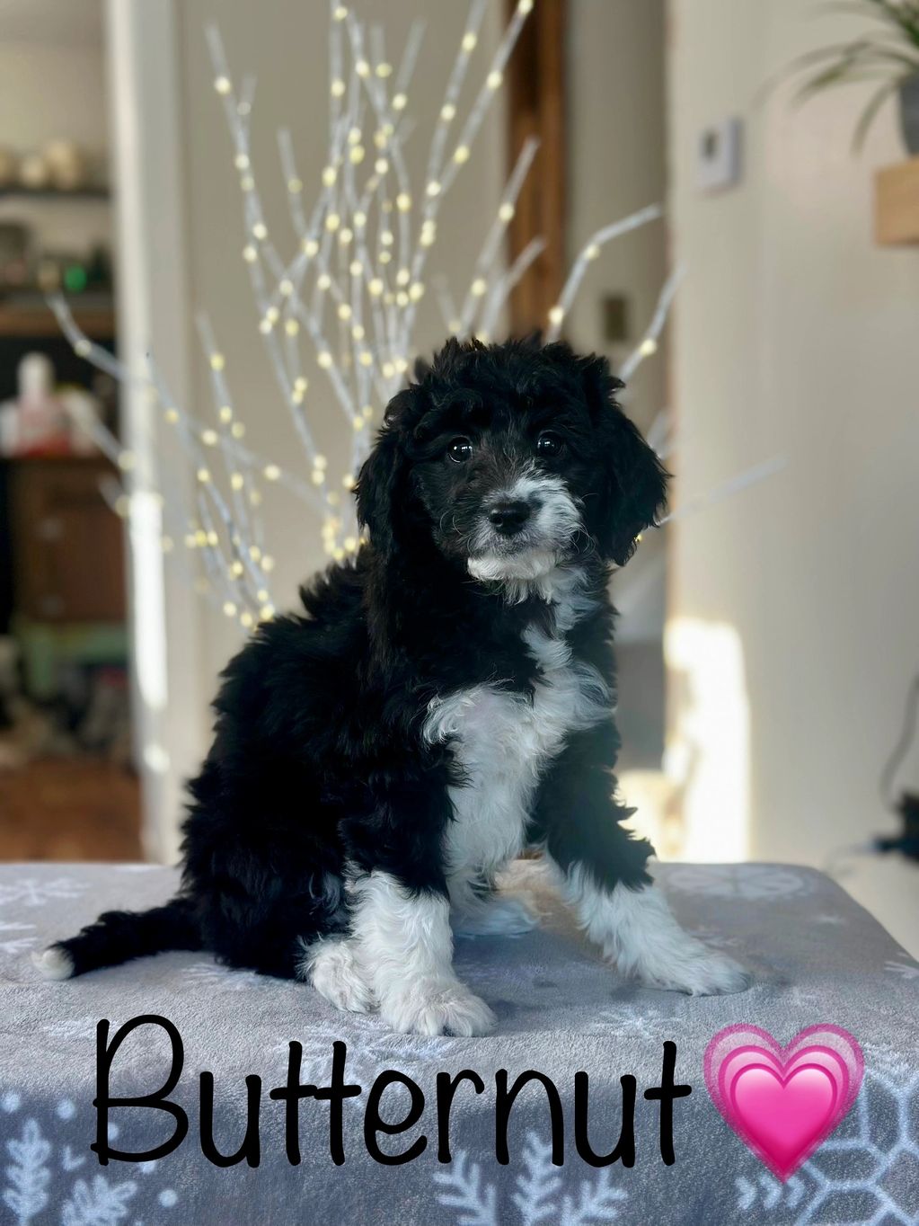 Available Pups | Birds of Grace Doodles