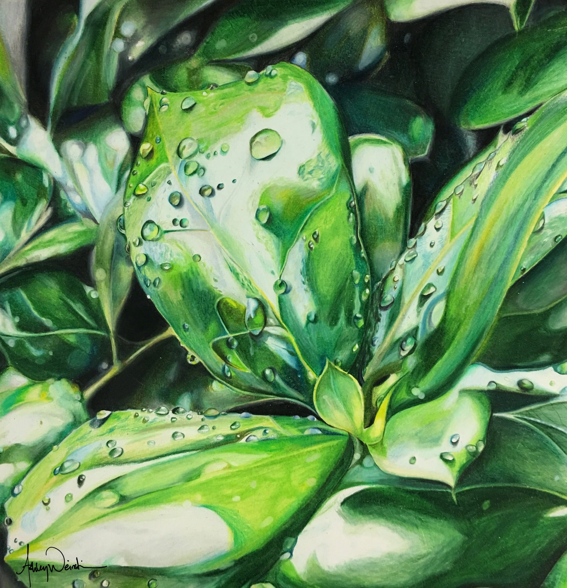 Ashley Weinstein - Ashley Weinstein Art