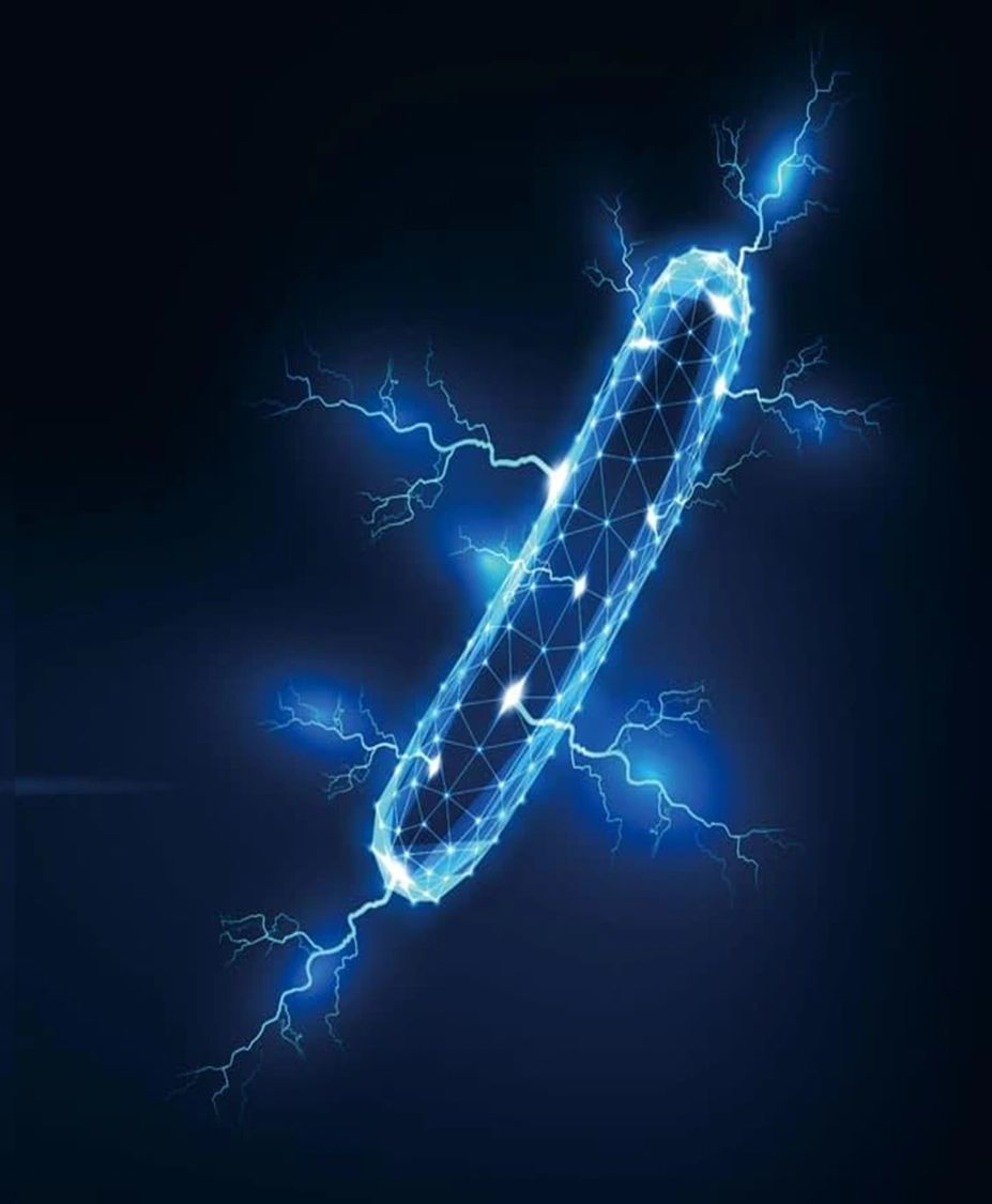 The Bioelectric Atlas