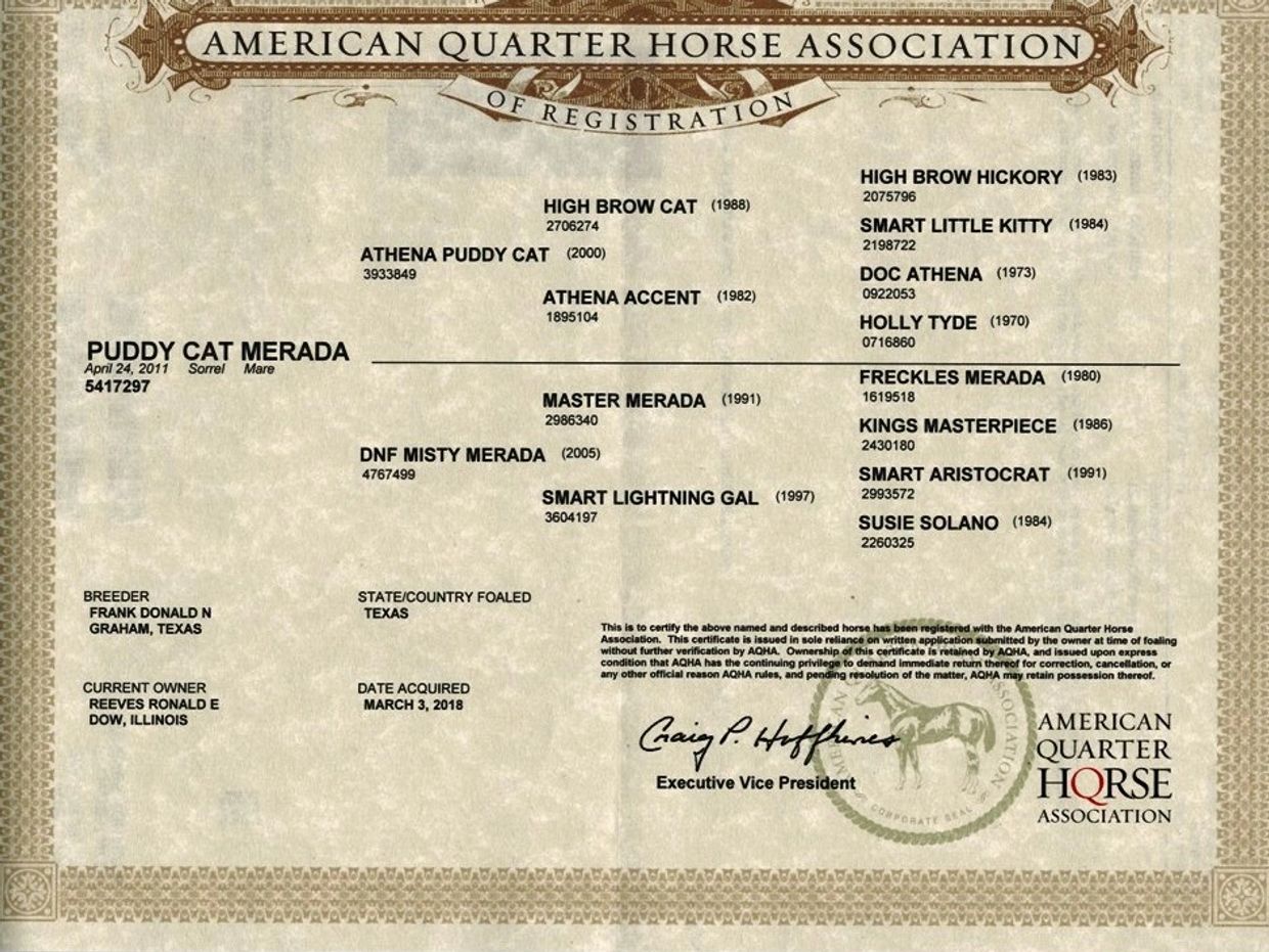 AQHA Horses For Sale