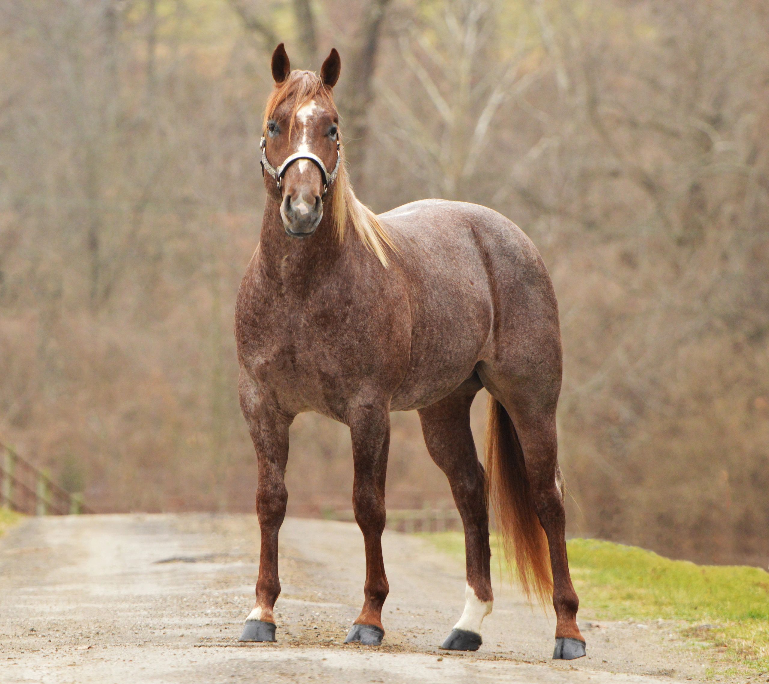 AQHA Horses For Sale