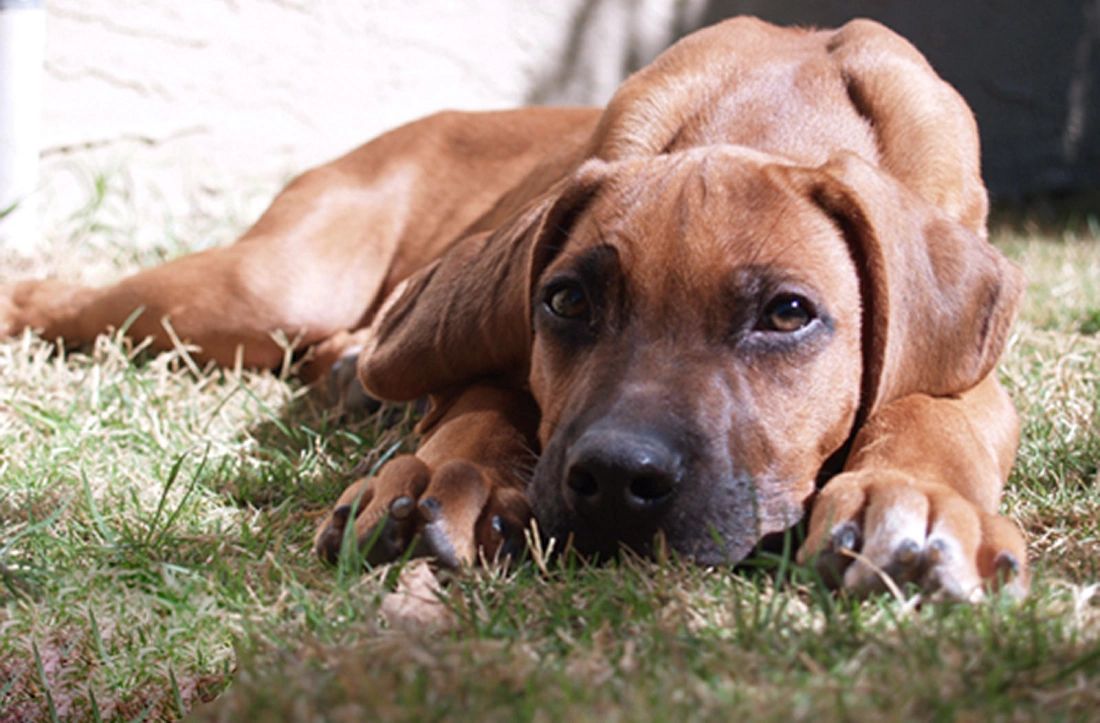 Hip Dysplasia | Legacy Rhodesian Ridgebacks
