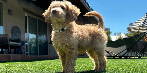 Golden Liberty Doodles - Home