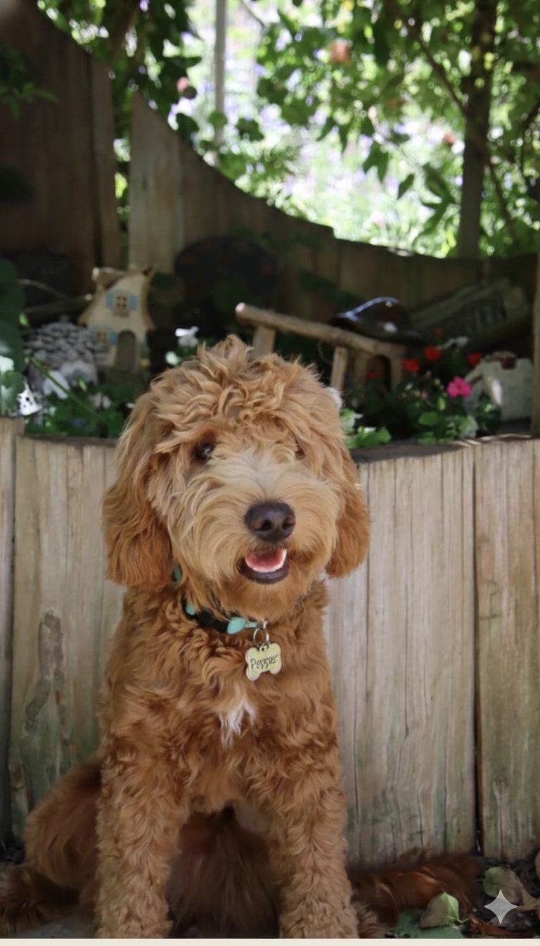 Why a Goldendoodle