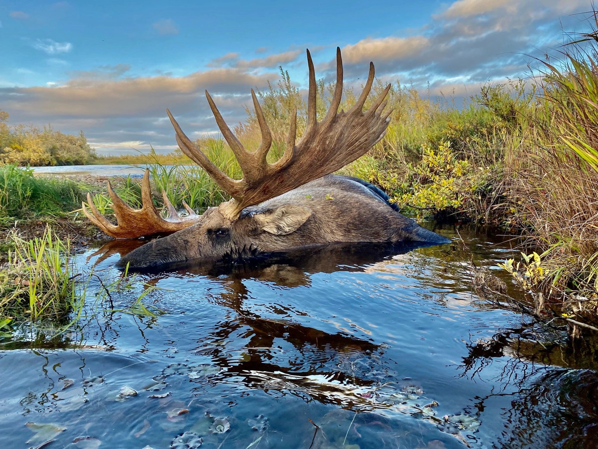 DROPCAMP HUNTS - Moose Hunting Alaska, OTC Hunts Arizona
