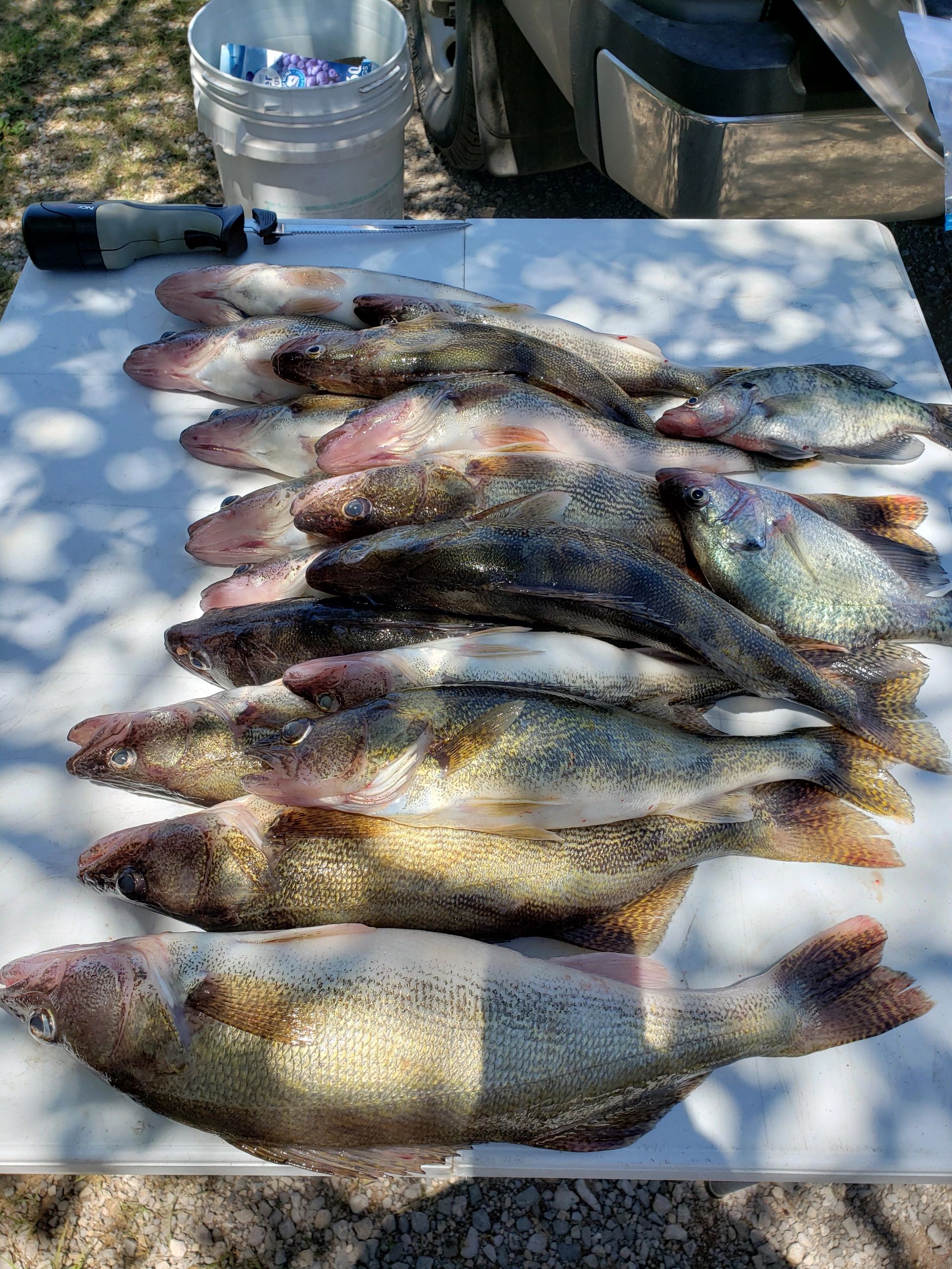 Walleye/Saugeye Fishing | Curts Guide Service