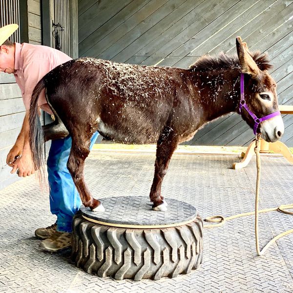 About | Cypress Farm Registered Miniature Donkeys