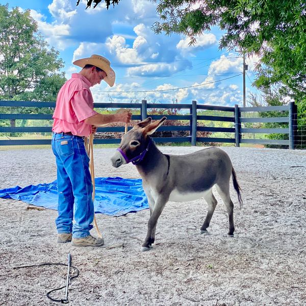 About | Cypress Farm Registered Miniature Donkeys