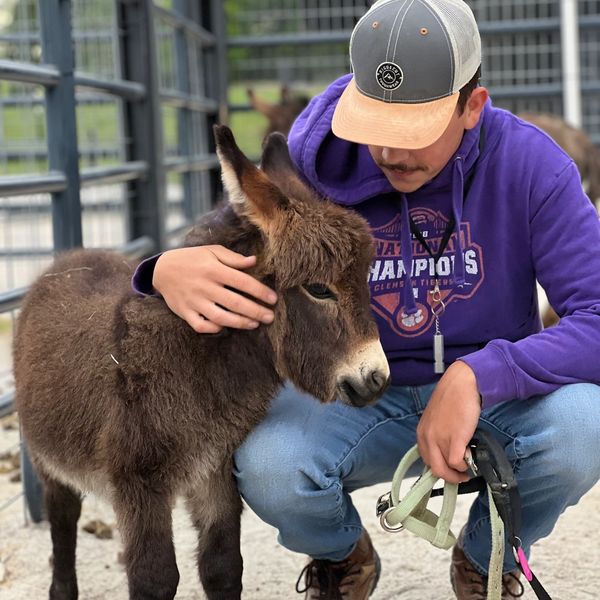 PurpleDonkey.org