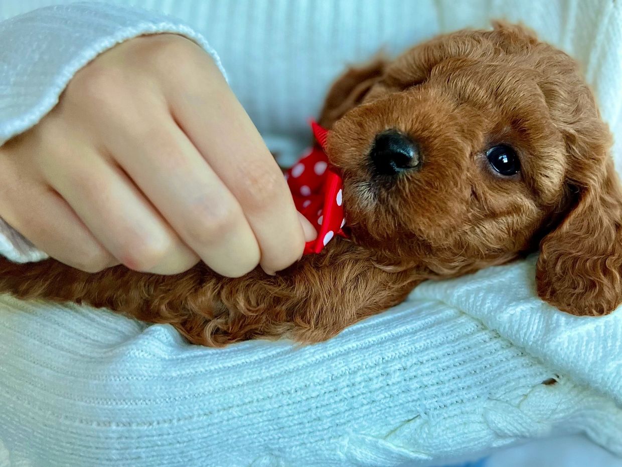Loving-Doodles - Mini Goldendoodle, Goldendoodle Puppies, Goldendoodle