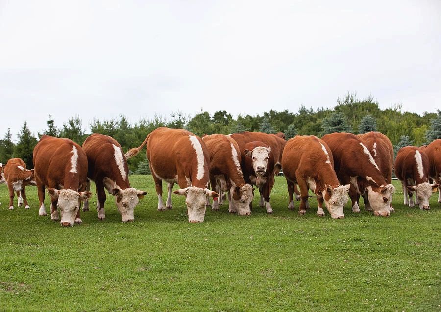 Red River Cattle Co llc