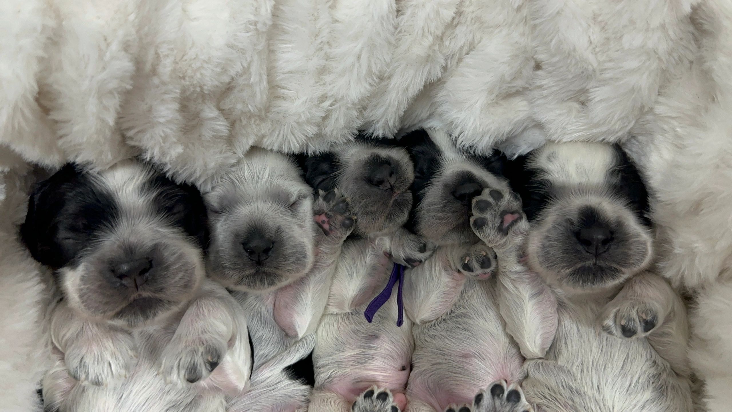 Roan Cocker Spaniel Breeders