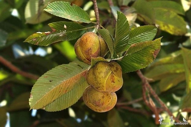 Dillenia Indica (Elephant Apple Tree) Seeds
