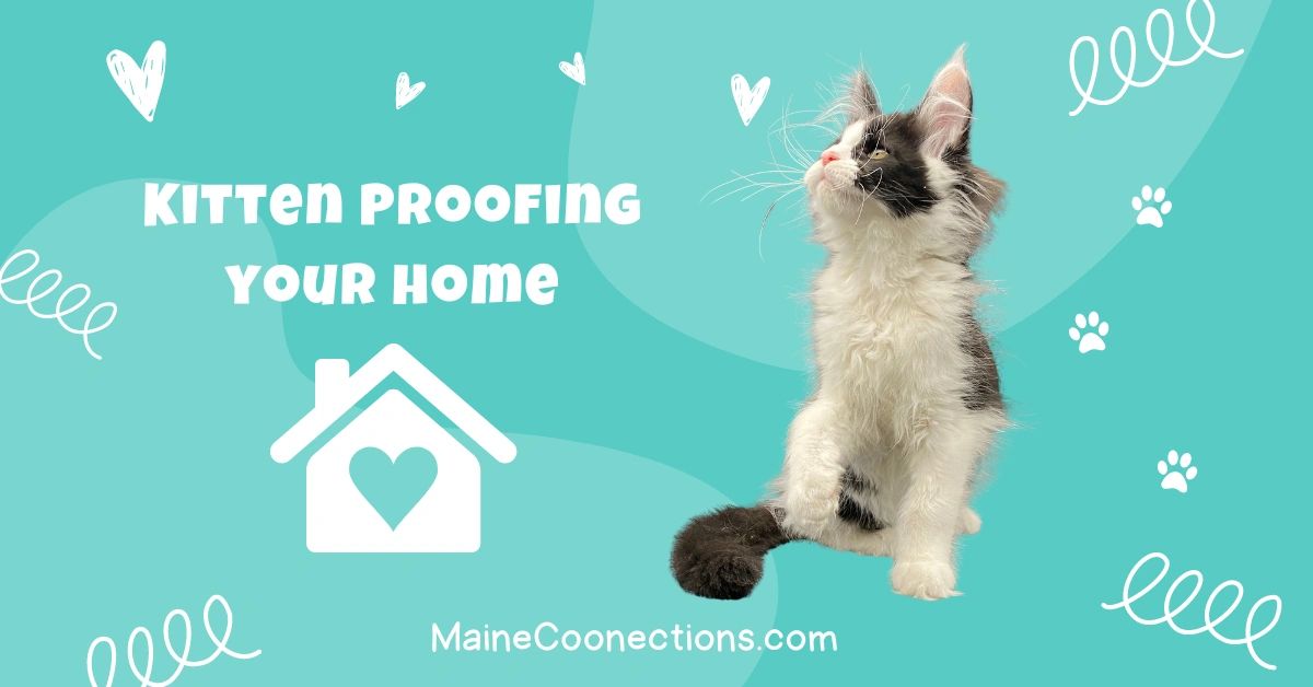How to kitten-proof your Home for your Maine Coon