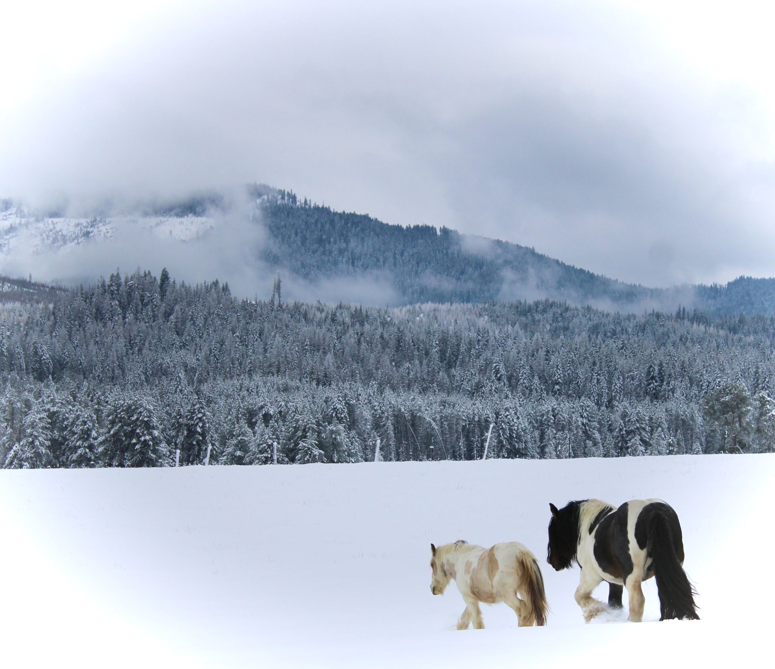 Gypsiesoffernwood - Gypsy Cobs, Horse, Gypsy Vanners