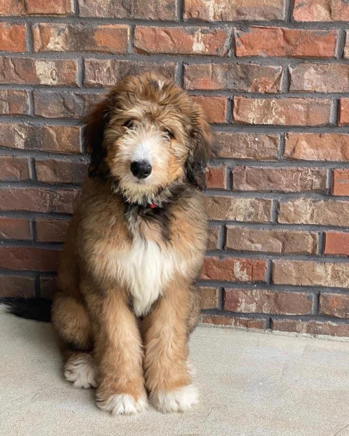What Is A Sable Bernedoodle