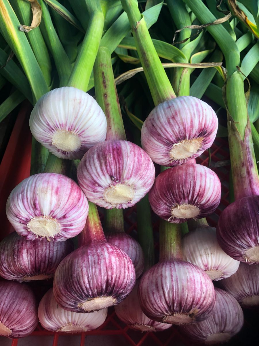 Monaro Purple Garlic - 40-55mm bulbs