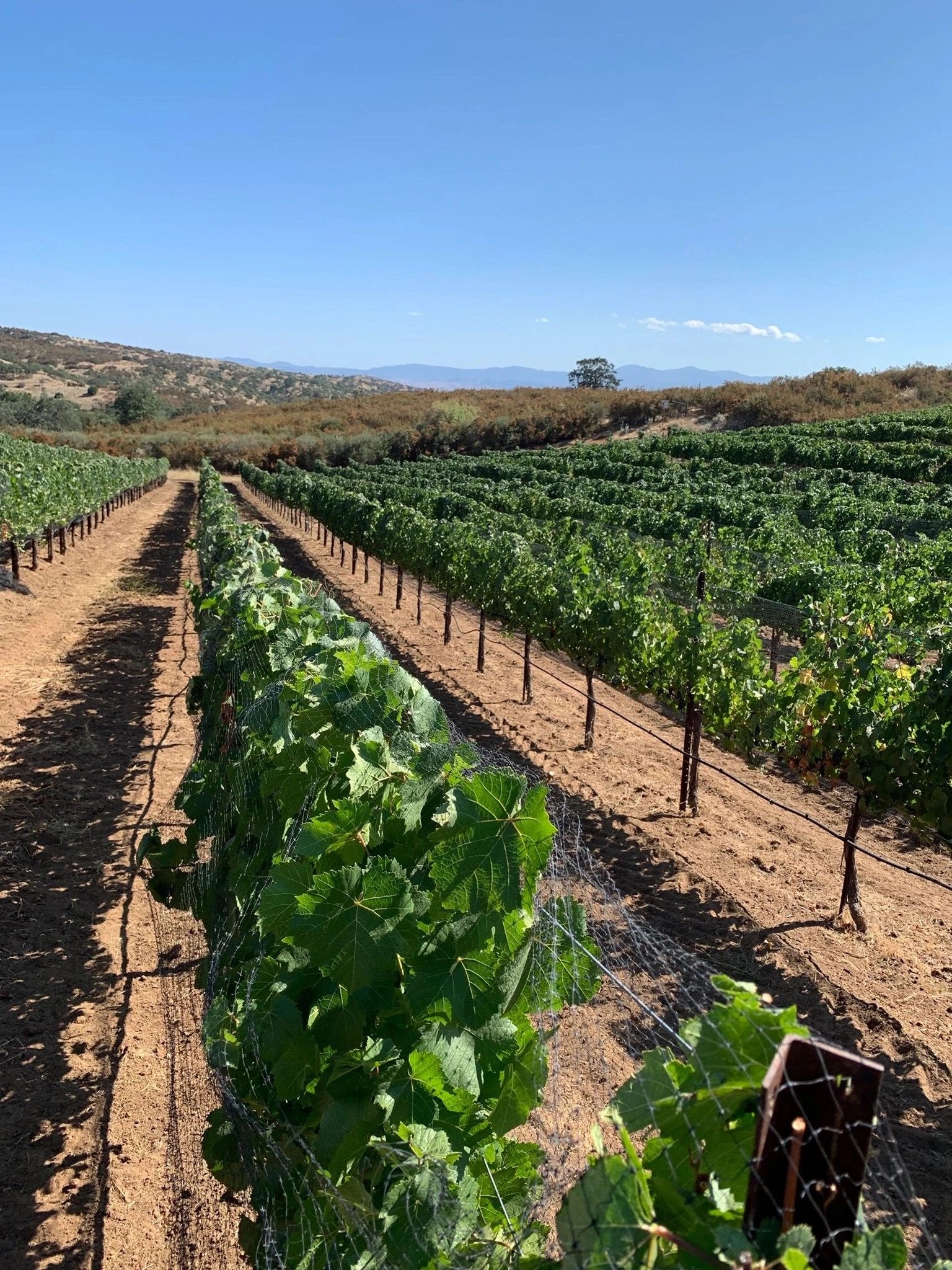 Cabrera Cellars - Vineyard, Pinot Noir, Winery, Wine