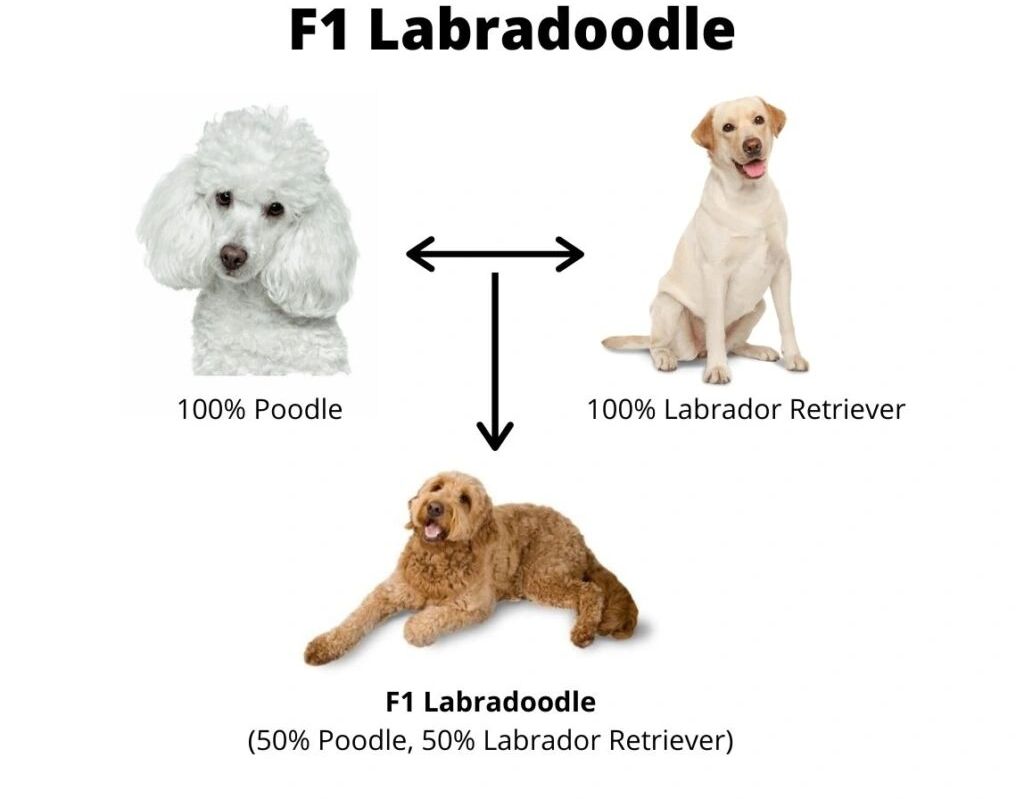 Do F2 Labradoodles Shed