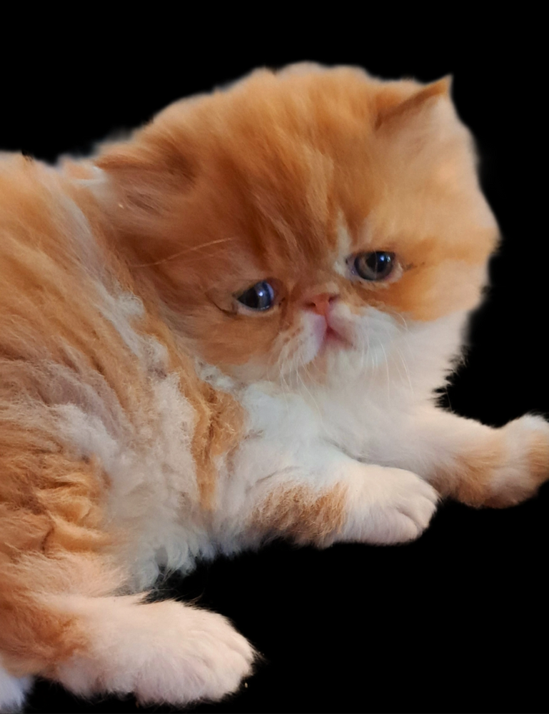 Purrfecta - Persians, Persians, Cats, Kittens