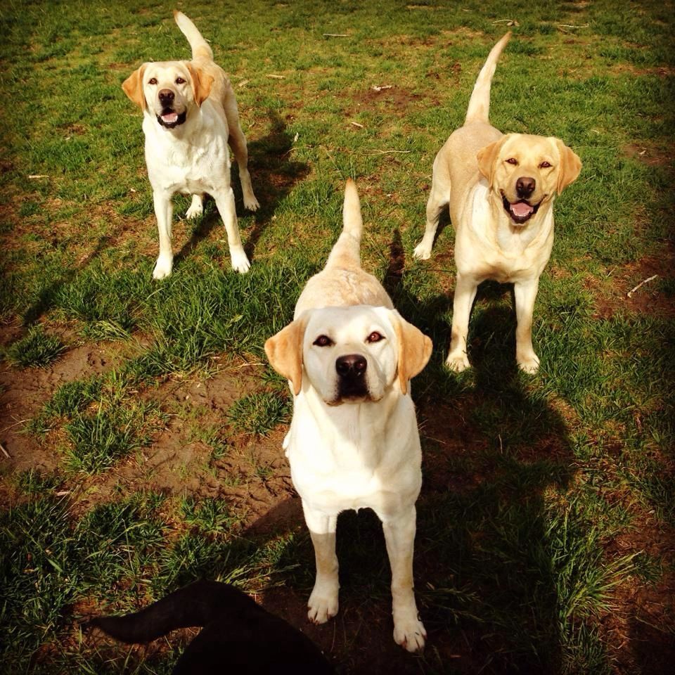 Females | Labradors Of Silversage