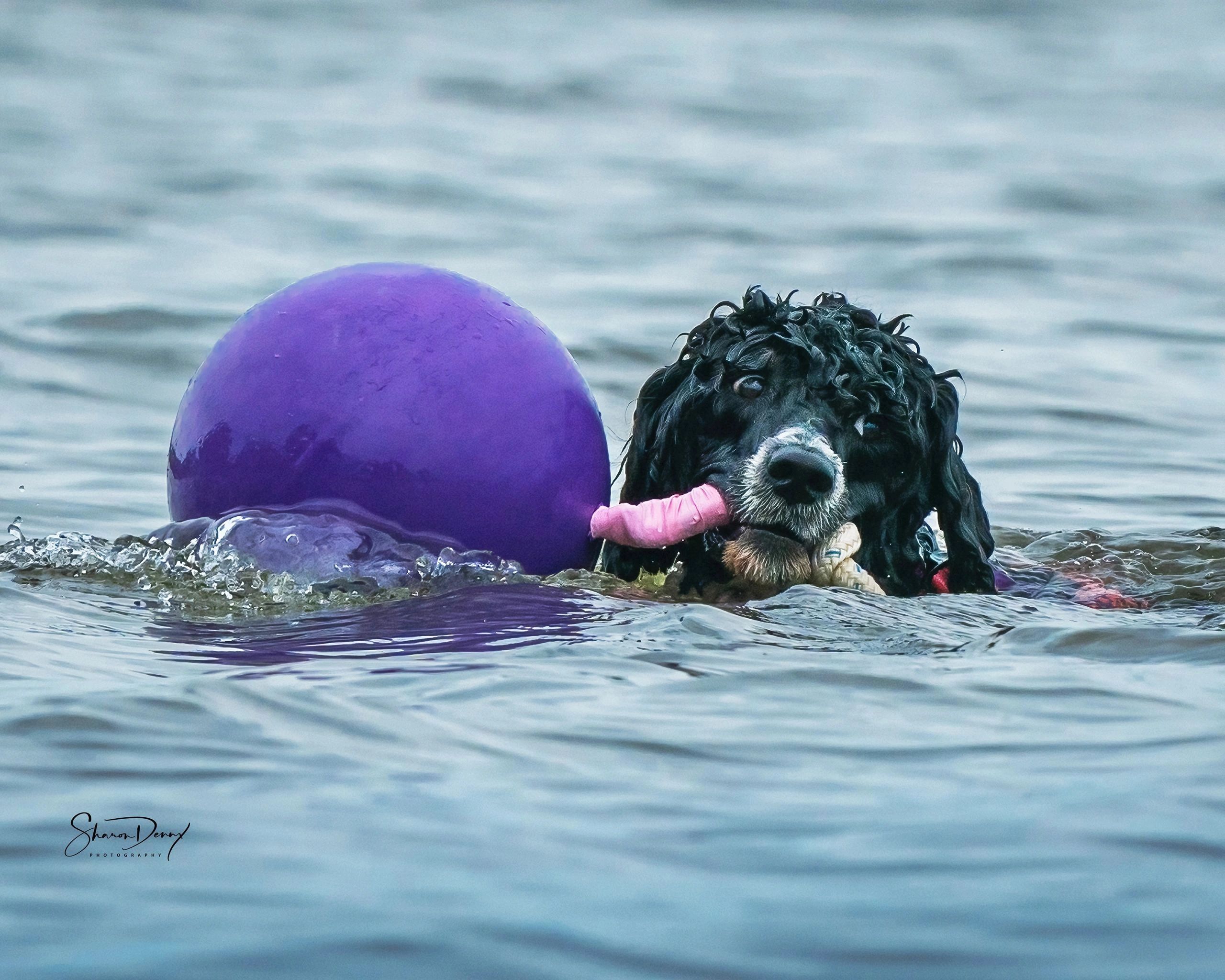 Dog Training in Goldsboro, MD - Cook's Canine College