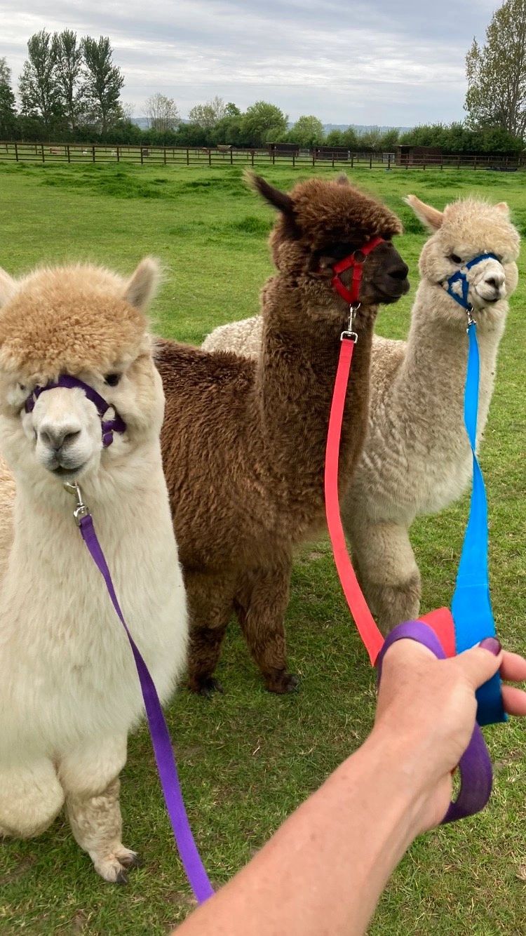 Alpaca Trekking Experience: Add an extra Adult