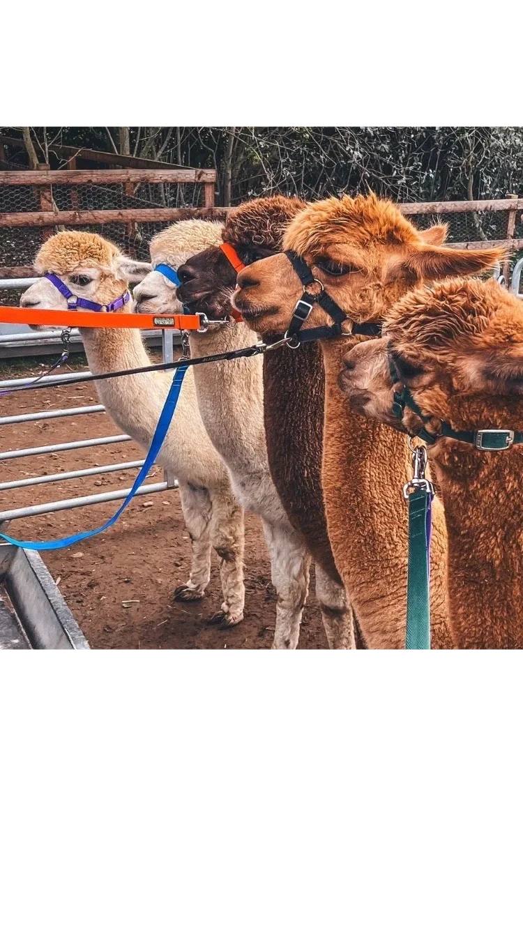 Alpaca Trekking Experience: 1 Adult (12yrs+) & 1 Alpaca