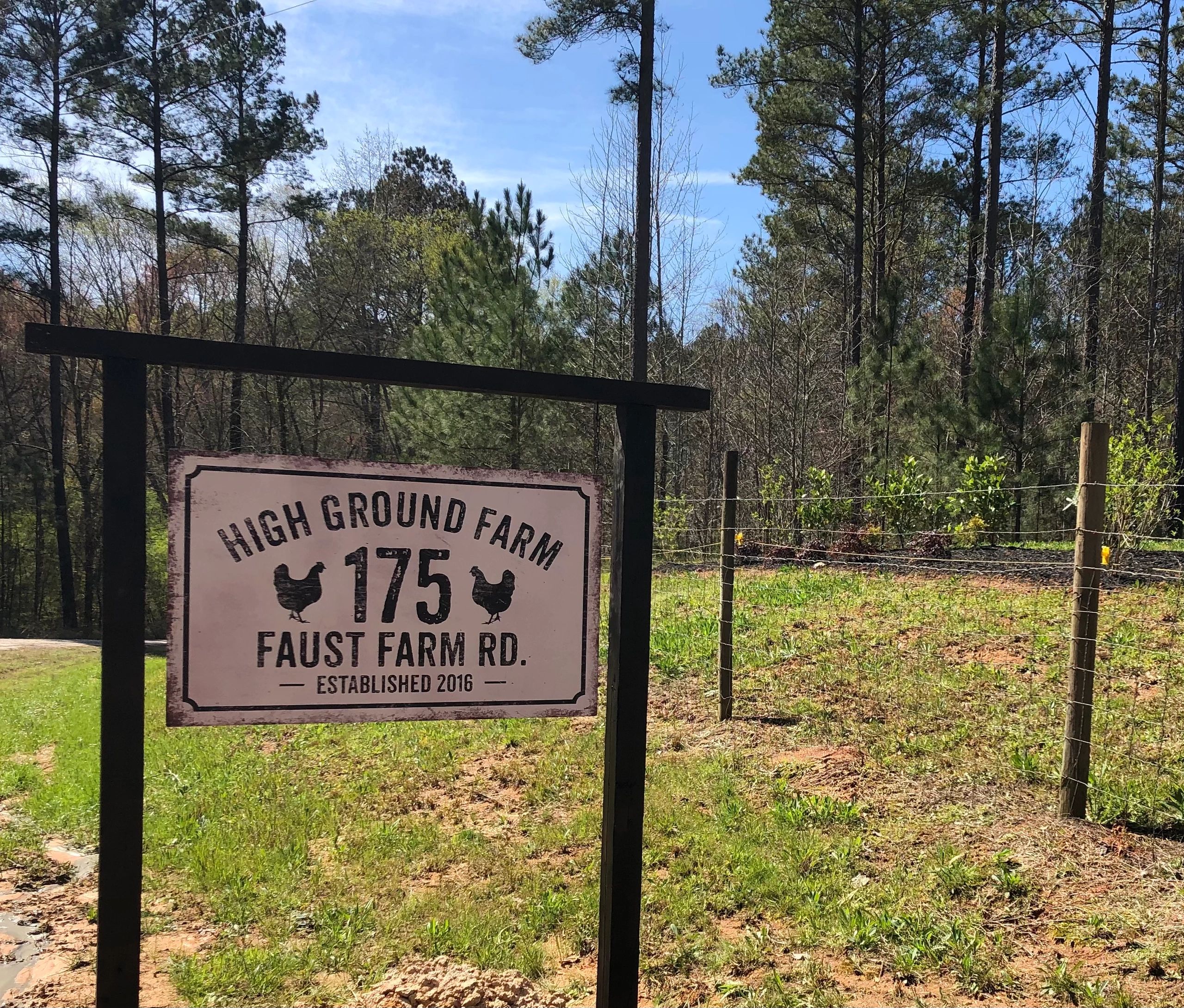 Fresh Eggs from Happy Farm Chickens | High Ground Farm