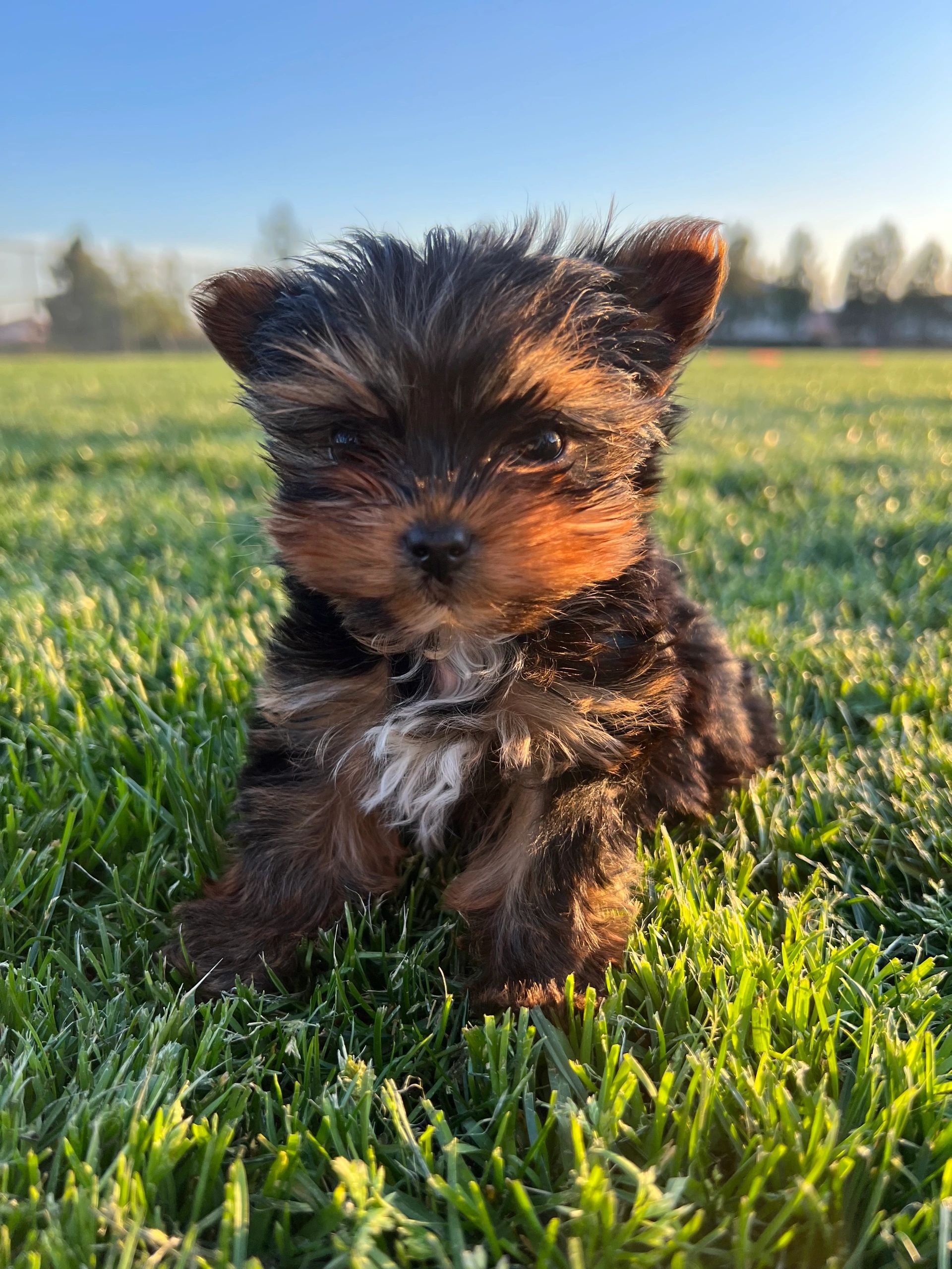 Vegas Wag'N'Stay - Boarding, Doggie Day Care, Dog Care Services