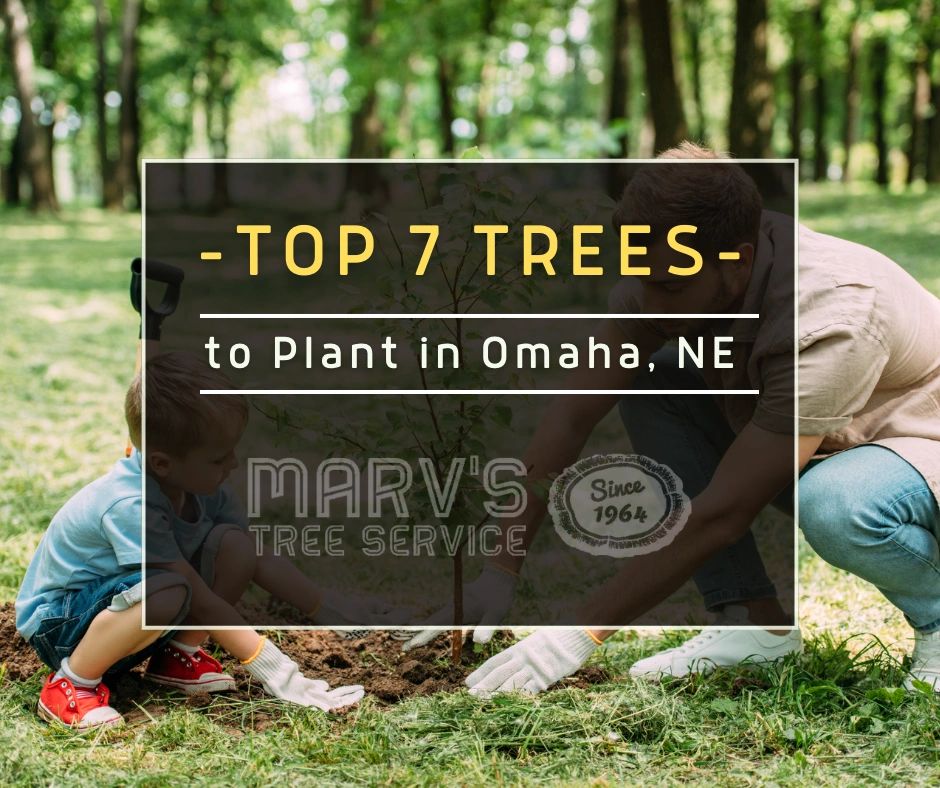 7 Trees to Plant in Omaha | Zone 5 Planting in Loess Soil