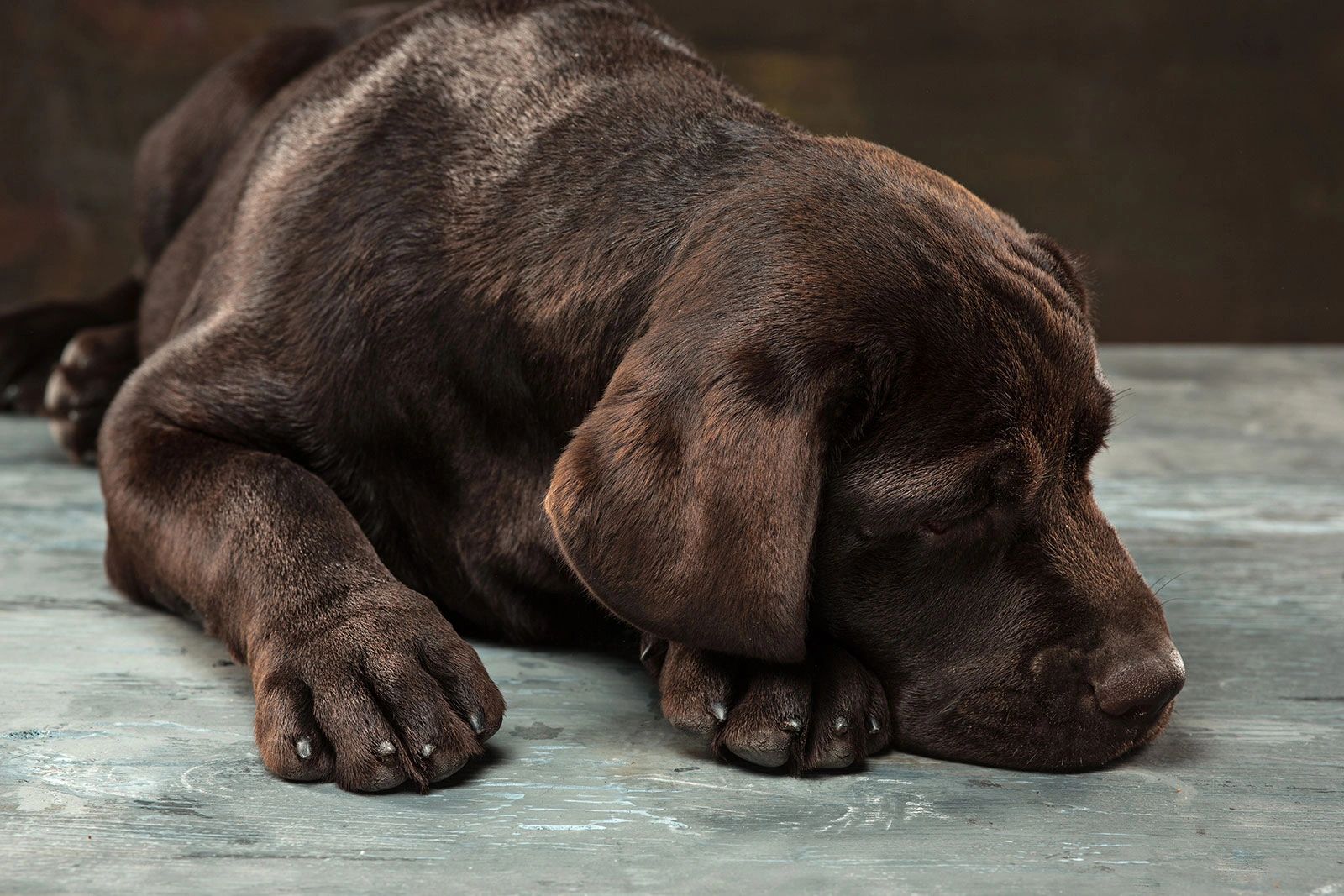 Spotting Signs of Unhealthy Dog Coat: What You Need to Know
