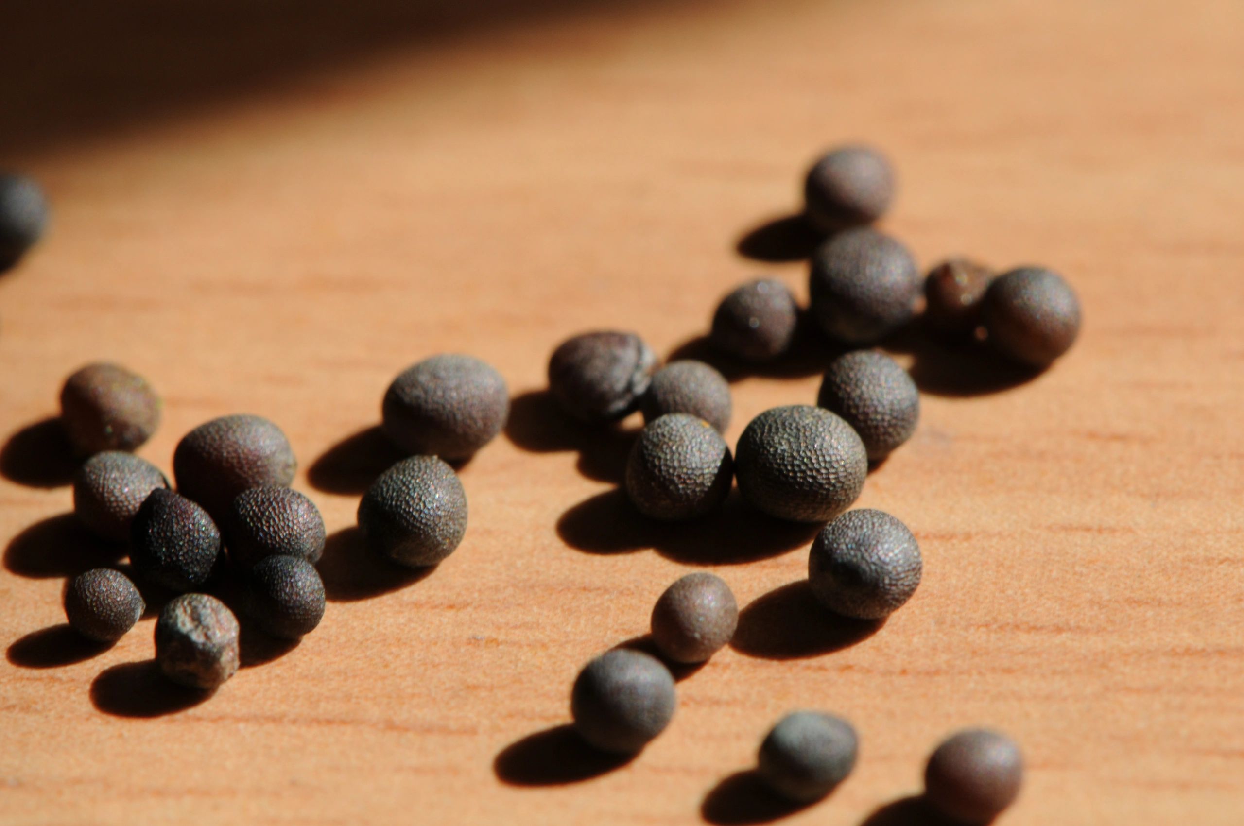 Parable of the mustard seed