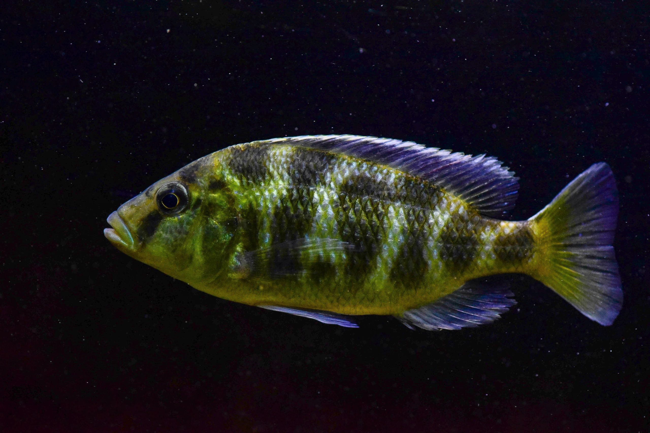 Devon Tropicals - Tropical fish breeder and seller